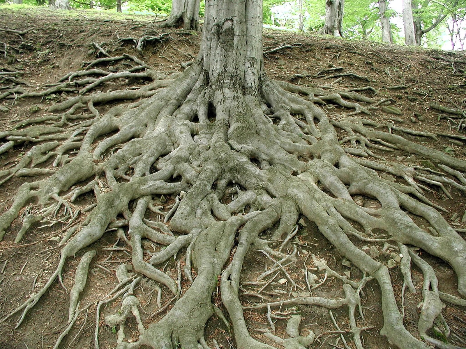 One More Thing Roots