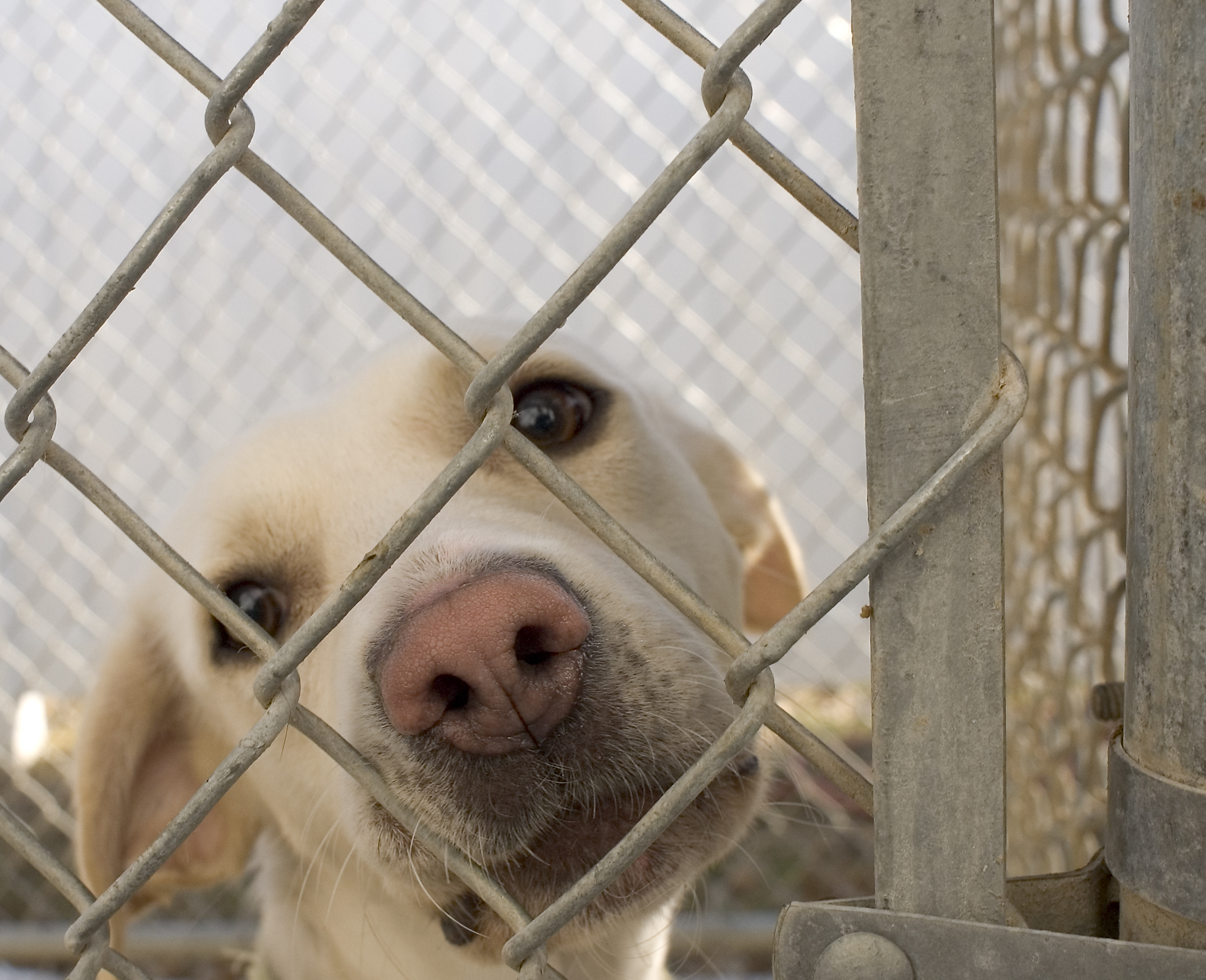 What Is A No Kill Shelter HuffPost