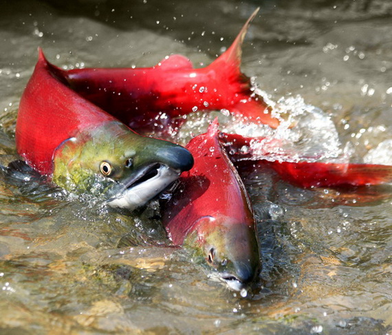 Climate Change This Week: Cap and Trade Comes, Delta Danger and More ...