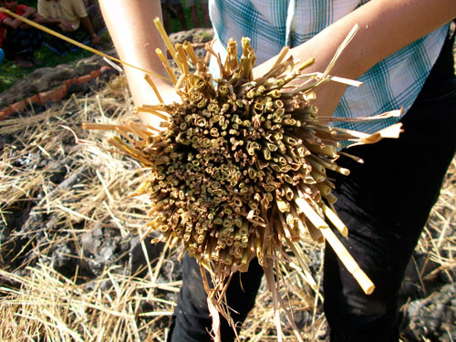 Ecopreneur: Four Weeks, Three Interns, Two Cows, and 120 Cubic Feet of ...