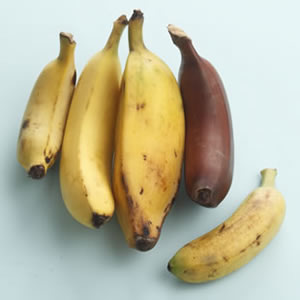 Yes, We'll Still Have Bananas | HuffPost Life