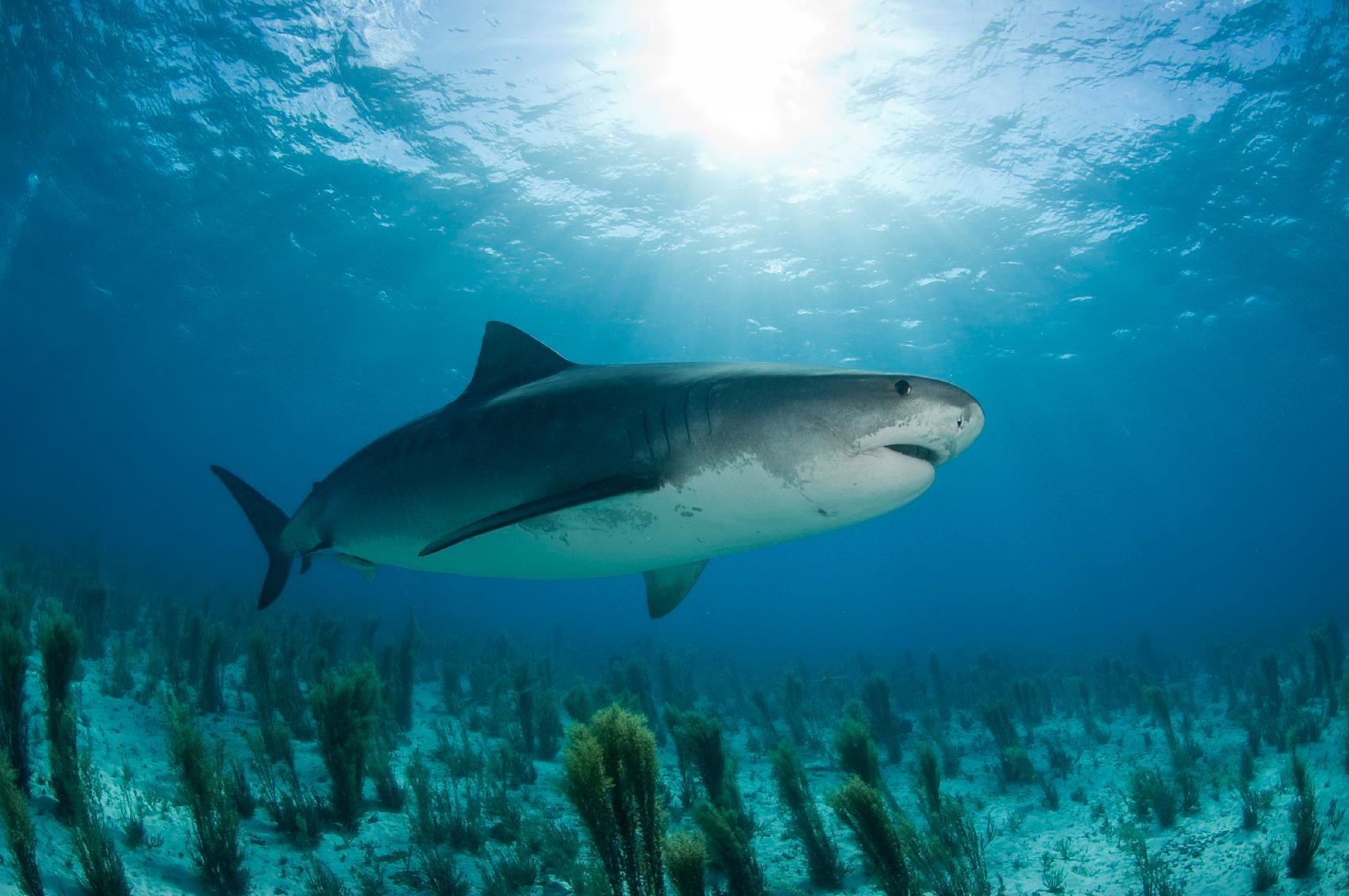 El mejor repelente anti tiburones