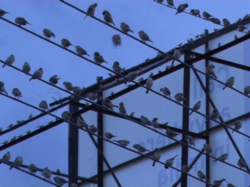 The Adapting Sparrow | HuffPost Impact