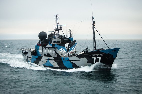 Shepherding the Great Southern Ocean | HuffPost Impact