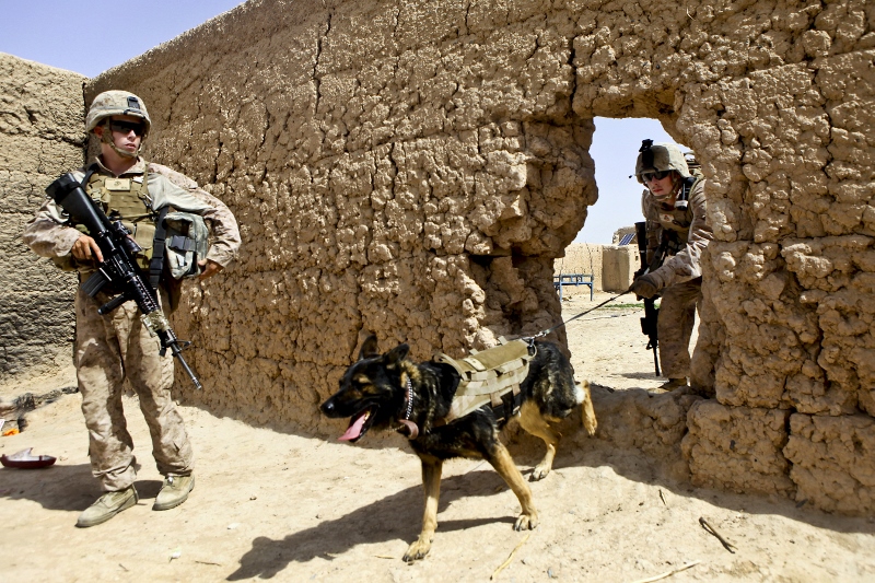 Afghan Taliban Capture Coalition Military Dog | HuffPost Latest News