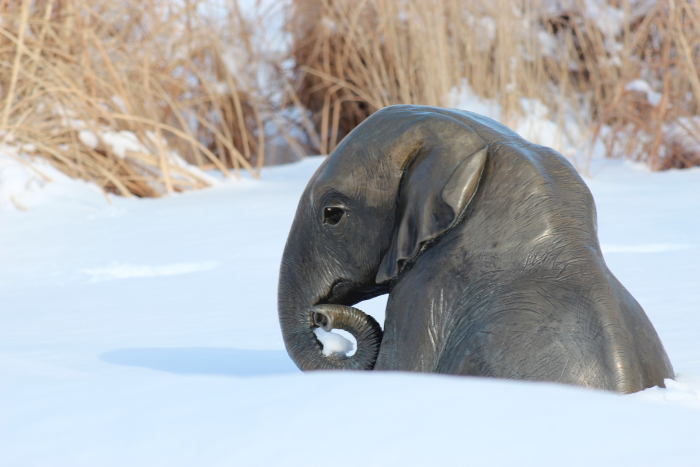 No Snow-Days at the Detroit Zoo: A Winter's Afternoon with a Camera and ...