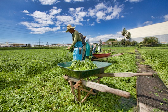 Fine Dining Goes to the Farm in Hawaii | HuffPost Hawaii