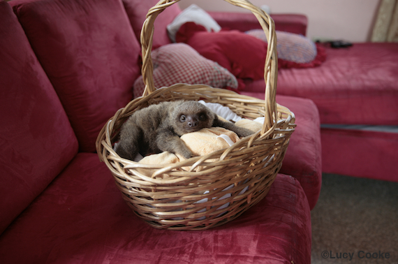 Couple's Home Invaded by Baby Sloths (PHOTOS) | HuffPost Impact
