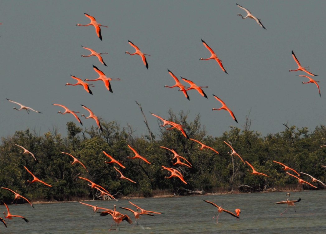 Flamingos: A Makeover for the Flame Birds | HuffPost Impact