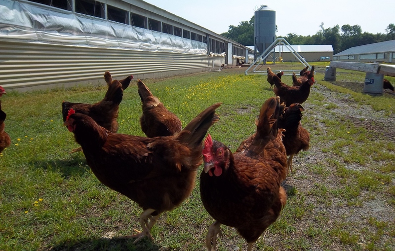 5 Reasons to Reach for Farm-Fresh (Pasture-Raised) Eggs Every Time ...