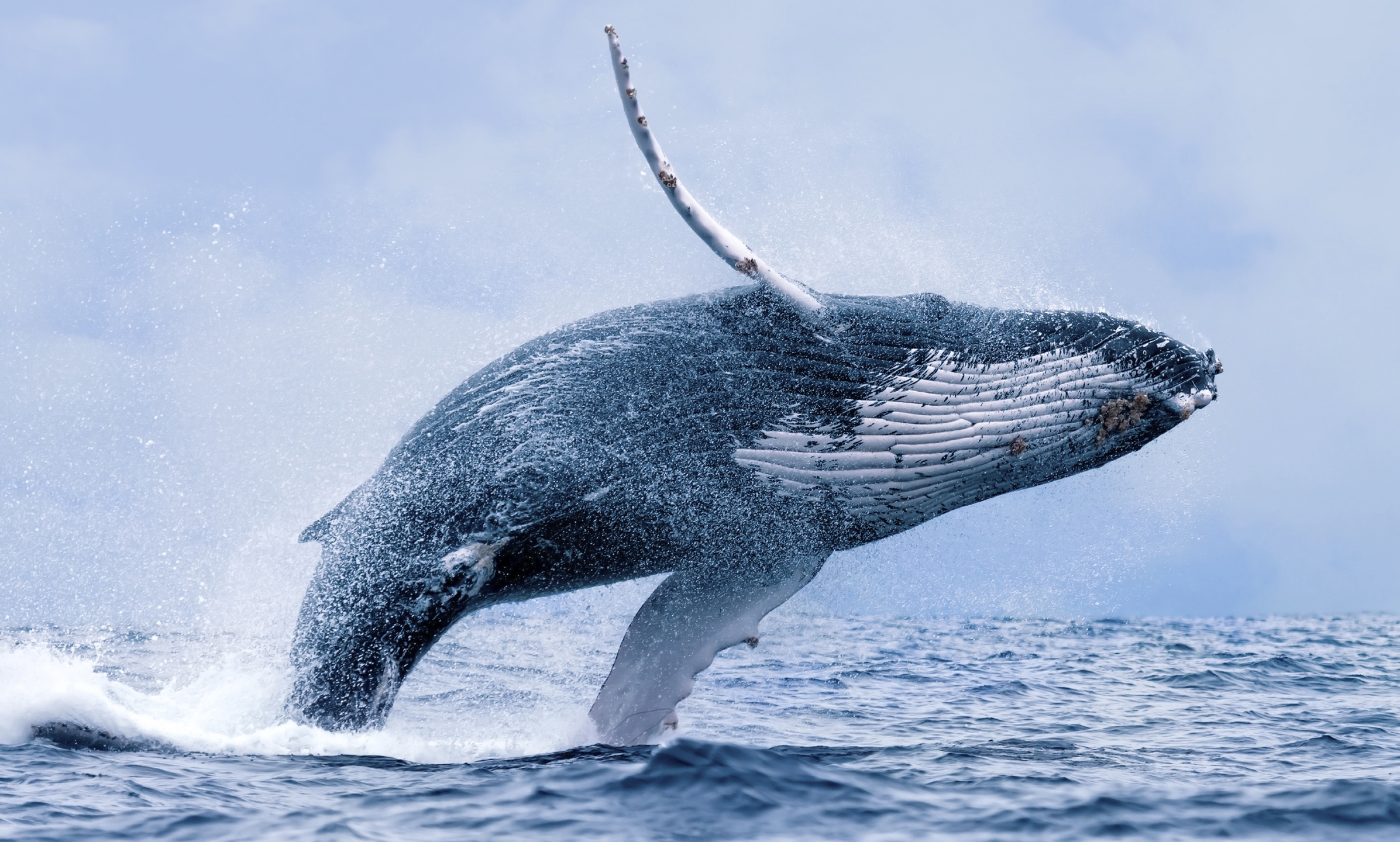 8 Extraordinary Places to go Whale Watching in Latin America | HuffPost