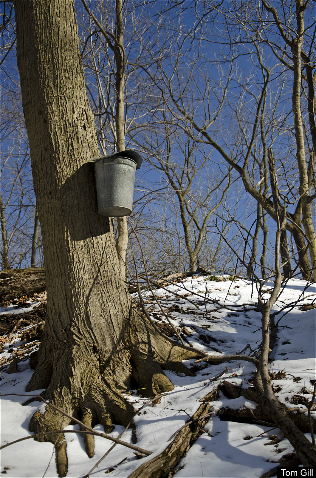 The Sweetest Time of the Year: Maple Sugar Time | HuffPost Life