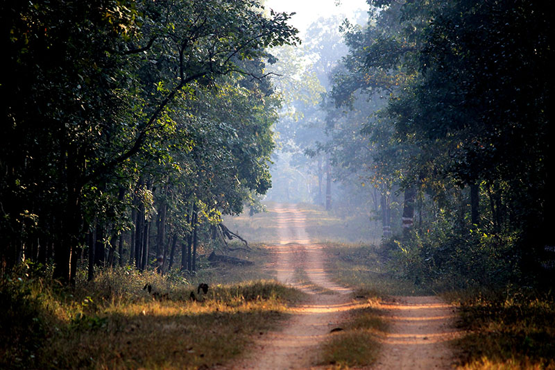 Pictures: Let The Forests Of Chhattisgarh Speak To You | HuffPost India