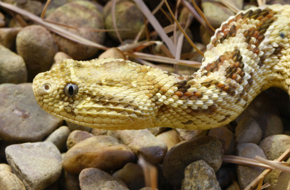 The Ultimate in Stealth, Puff Adders Employ Camouflage at Every Level ...