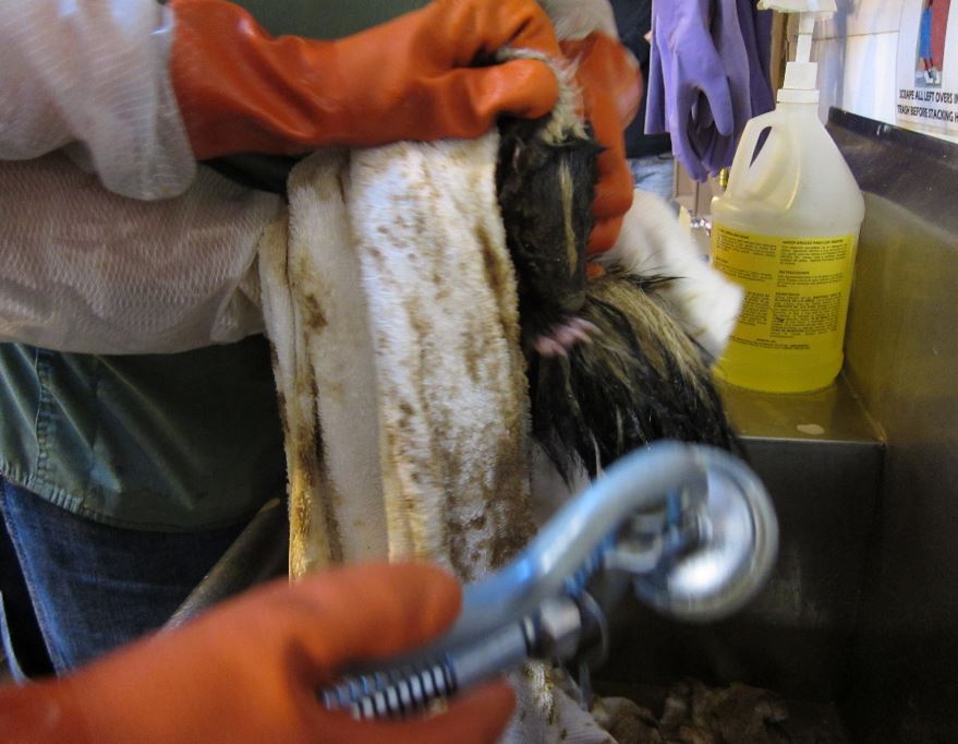 That Skunk Doesn't Want to Spray You! | HuffPost Impact