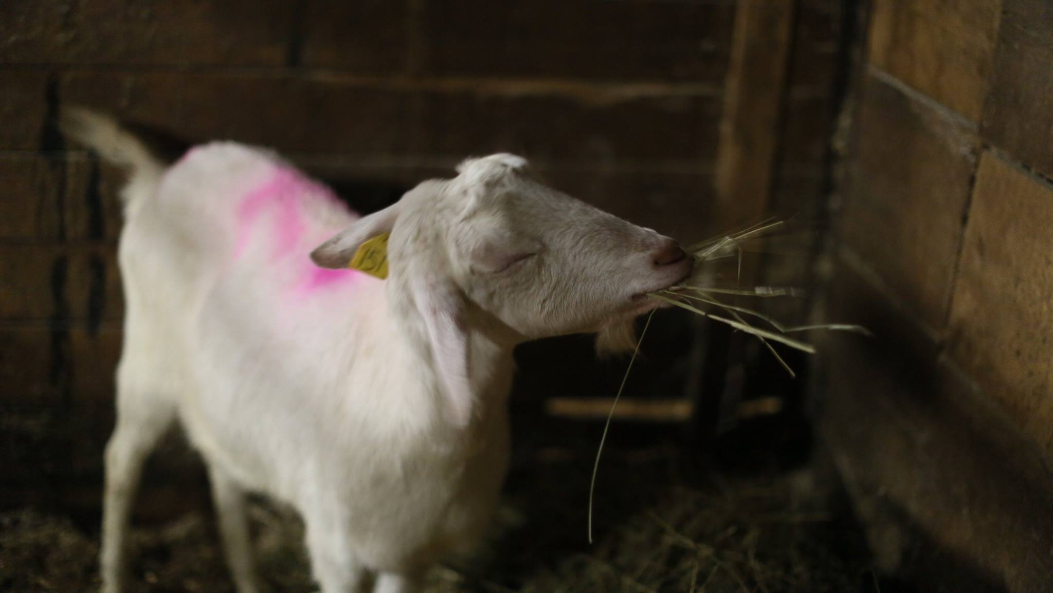 Meet the 4 Women Who Went to Court and Came Home With a Goat | HuffPost ...