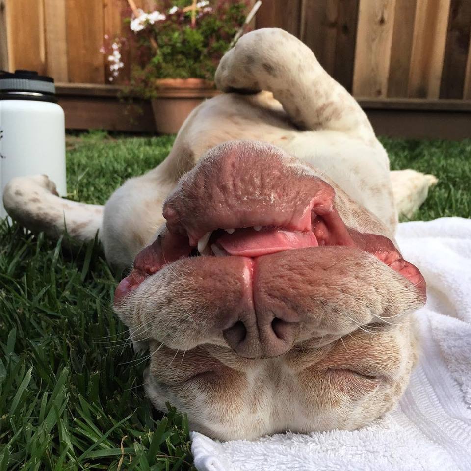 Meet Charlie, the Narcoleptic Dog | HuffPost San Francisco