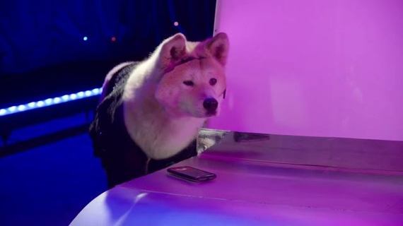 Pup Star - A Fun, Fantastic, Family-Friendly Film With Talking And ...