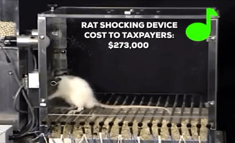 The Ghoulish Animal Experimentation Devices You're Funding, 364 Days A ...