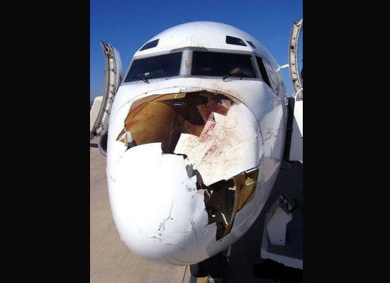 the costa rican kamikaze killer exploding bomb hawk.